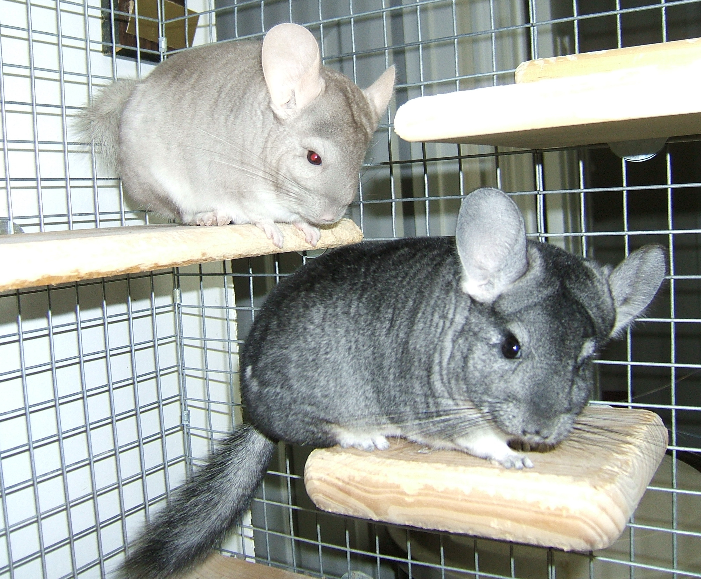 2-chins – Furball Critters