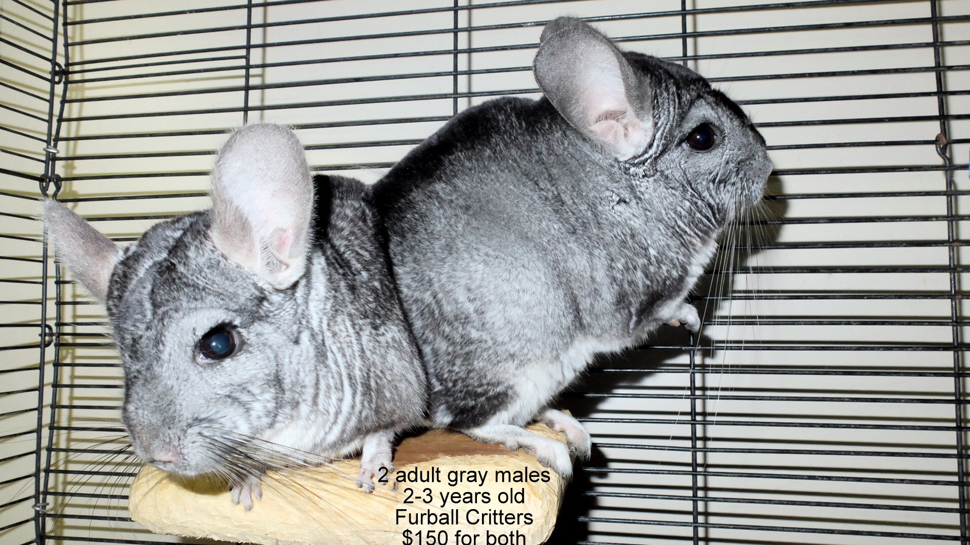 2-gray-males2 – Furball Critters