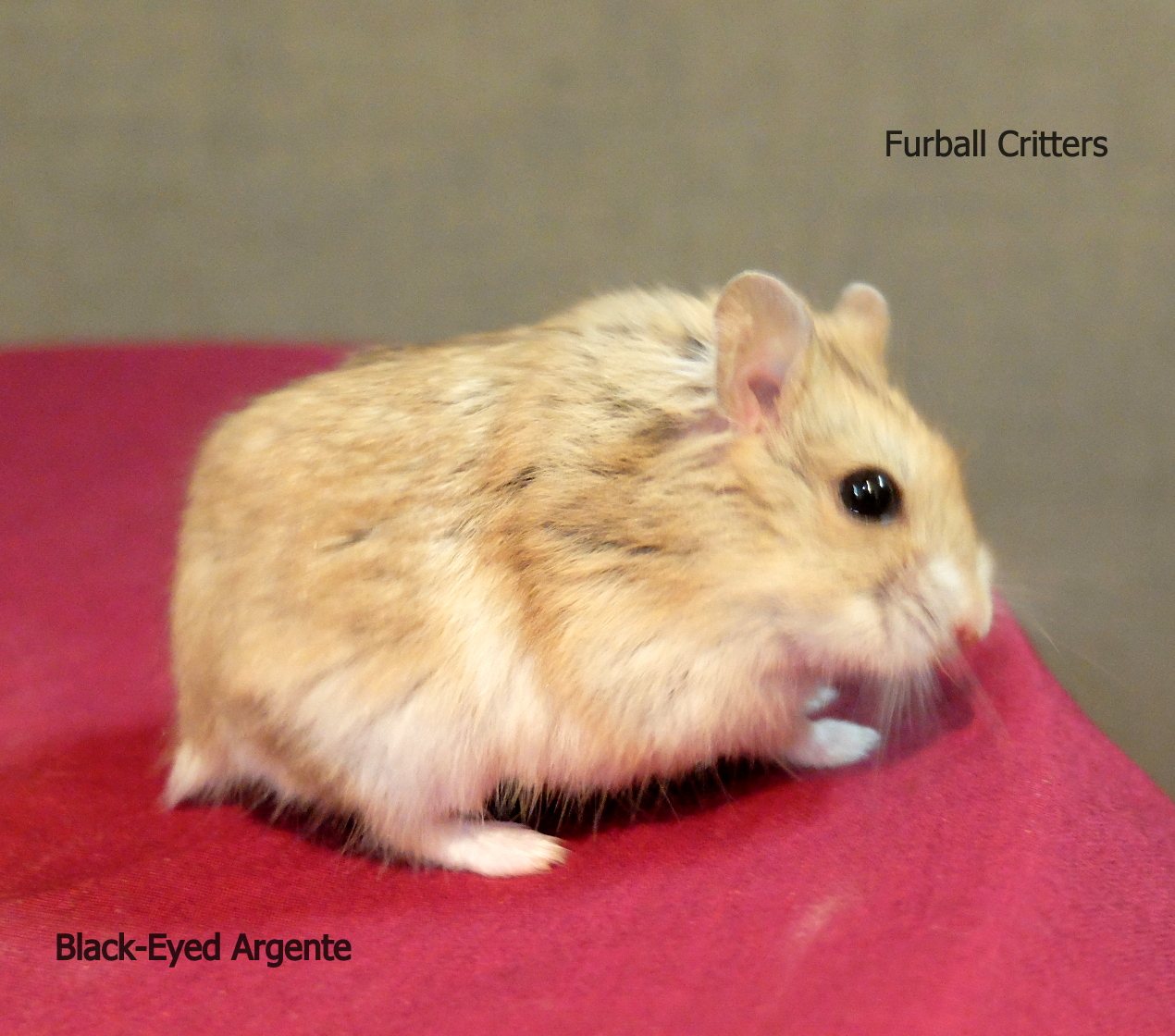 Black-Eyed-Argente – Furball Critters