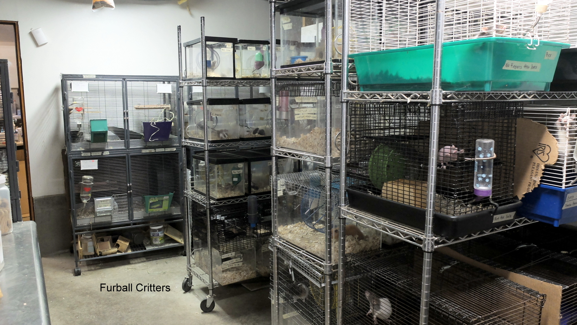 breeder-room – Furball Critters