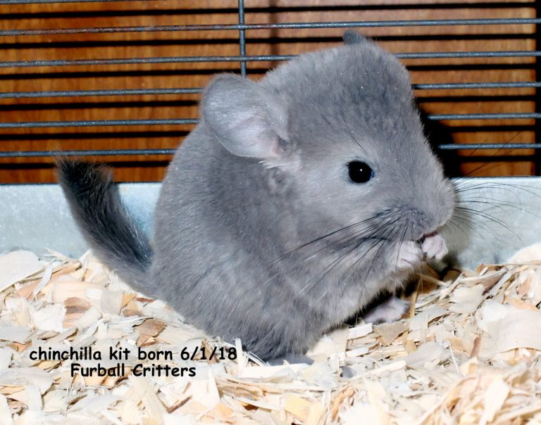 chinchilla-kit – Furball Critters