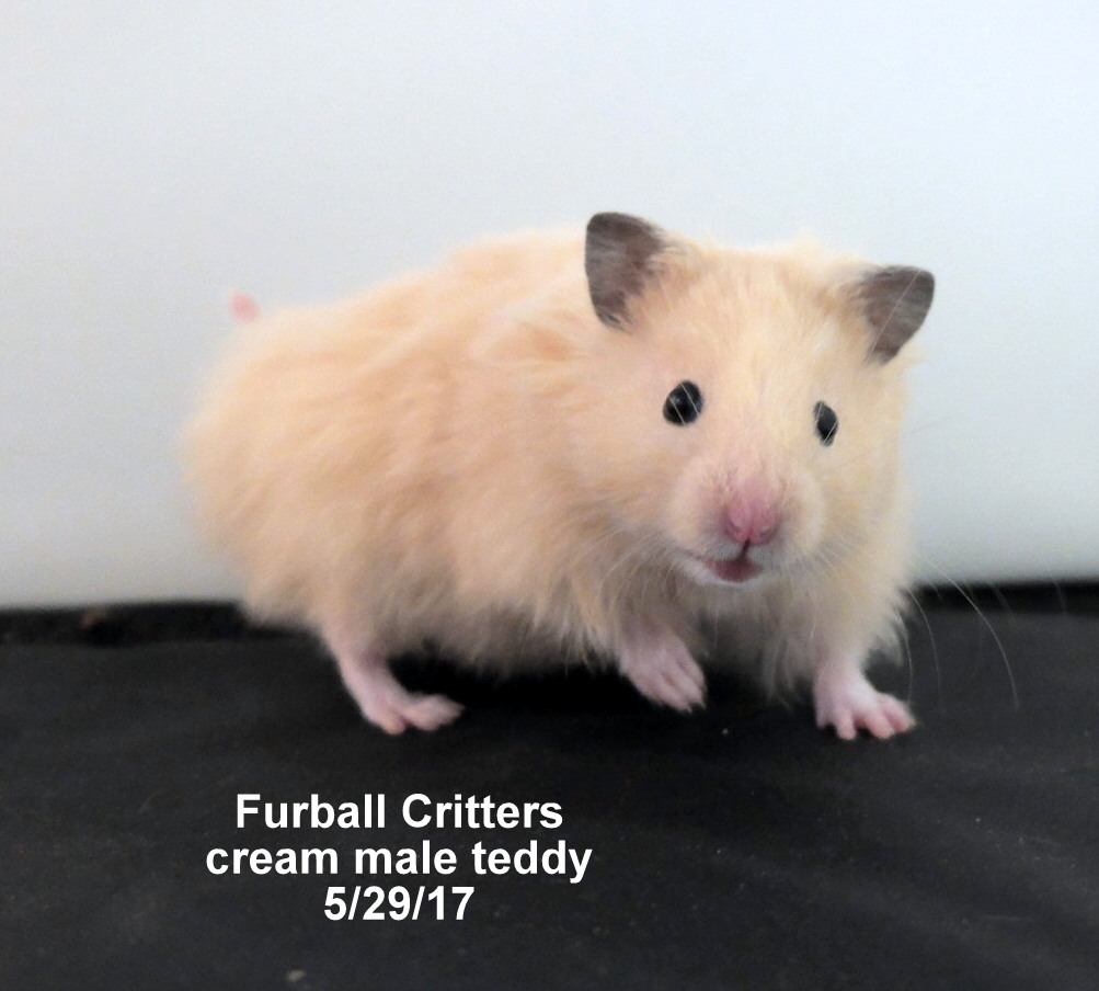 cream-male – Furball Critters