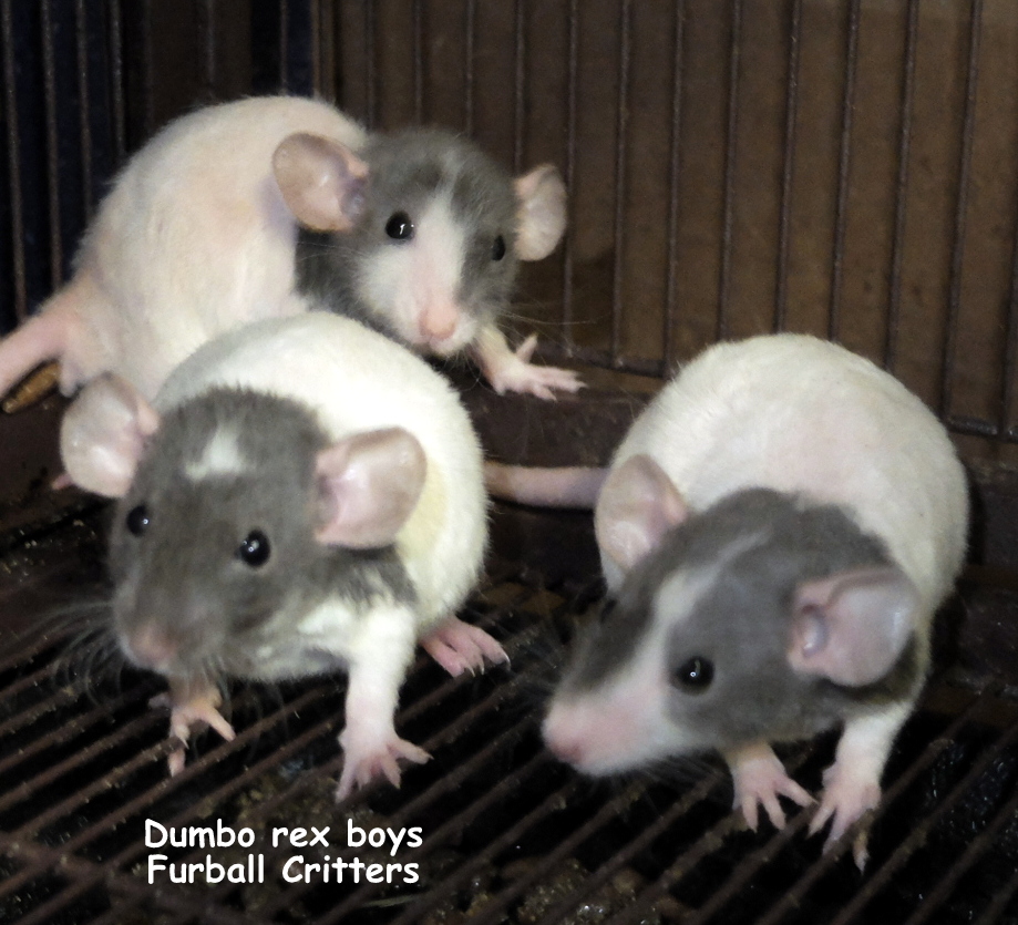 dumbo-rex-boys – Furball Critters