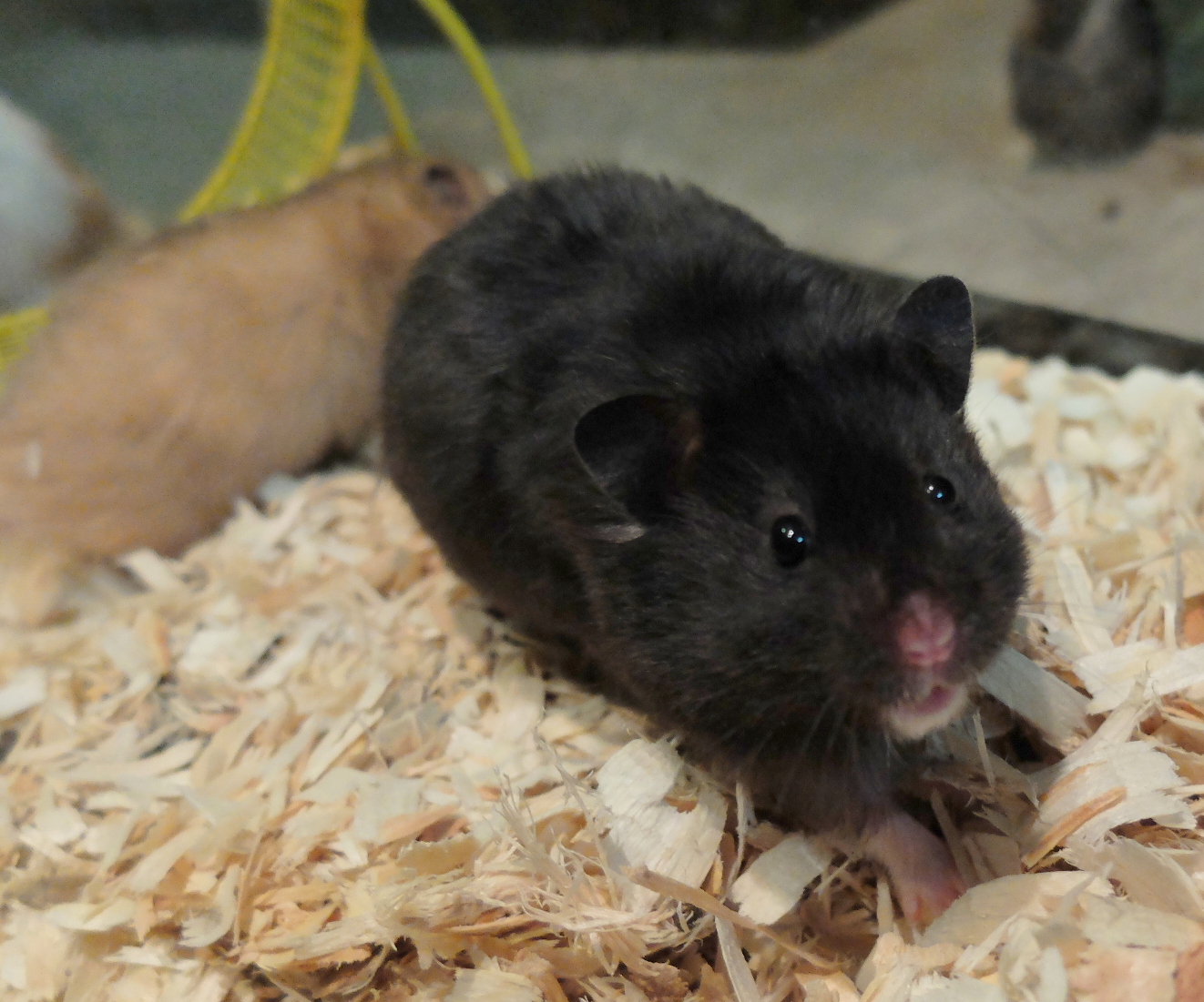 females1 – Furball Critters