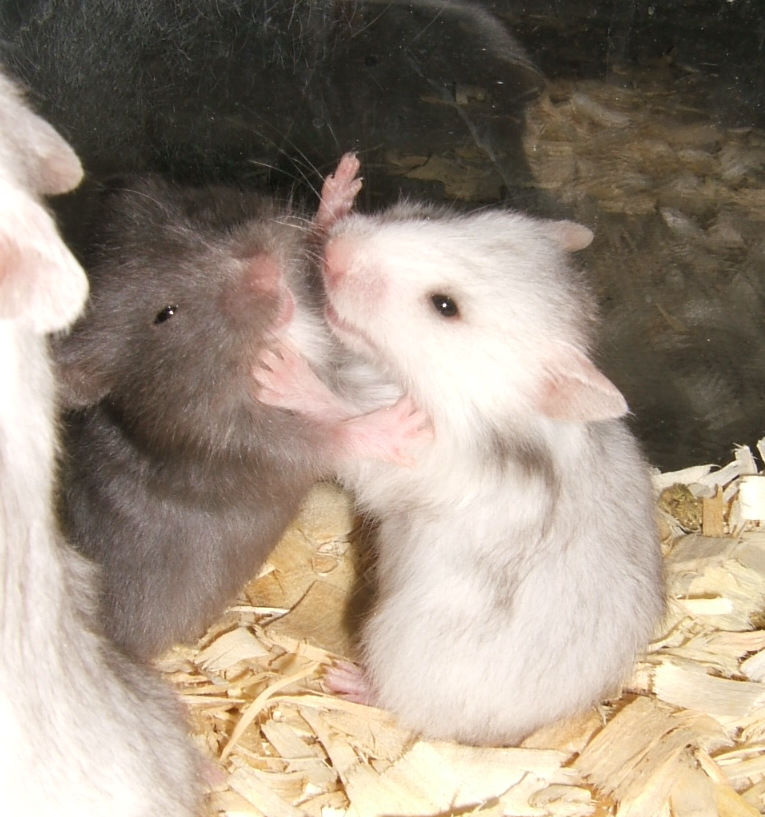 hamster-play – Furball Critters
