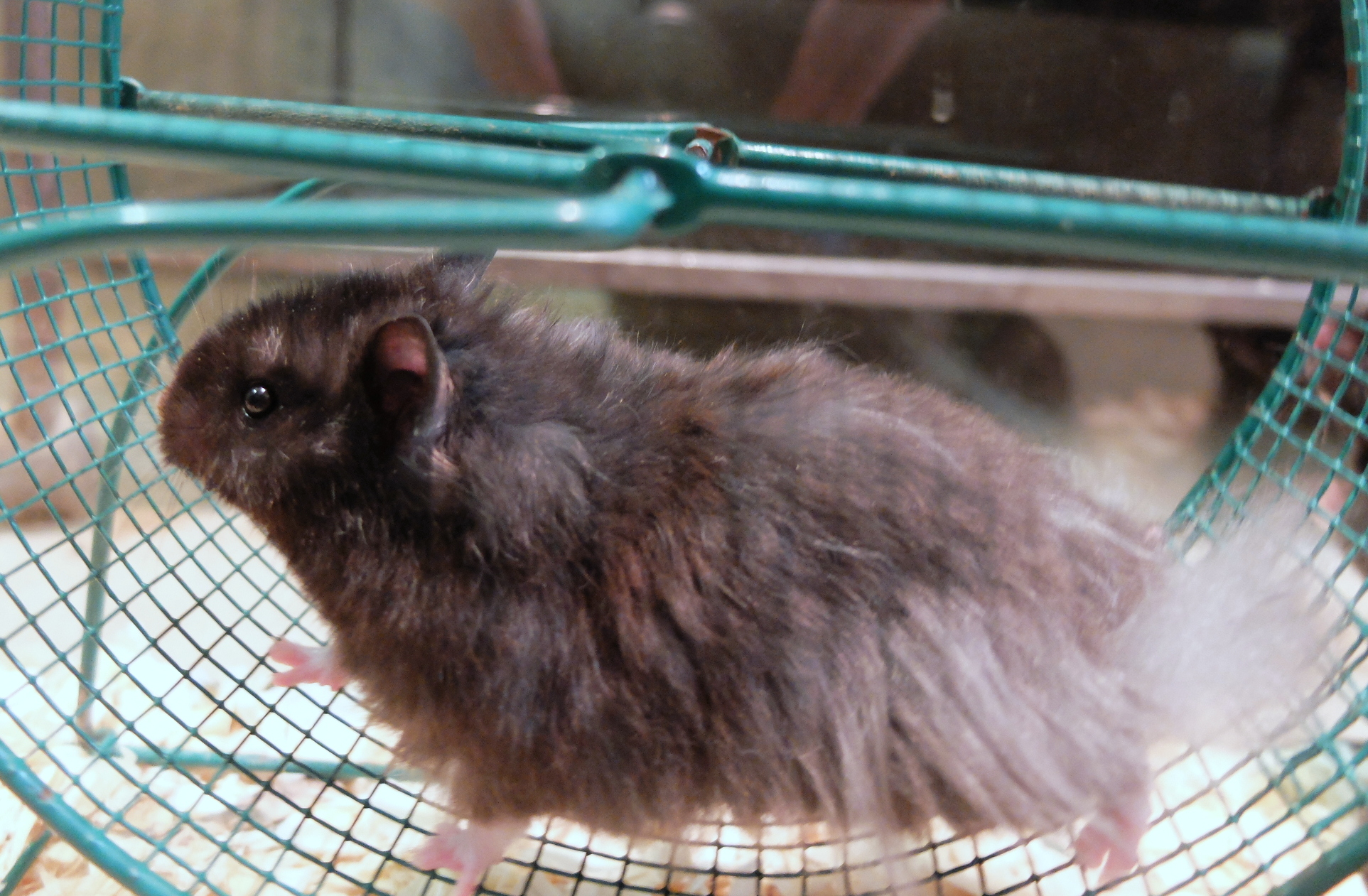 males1 – Furball Critters