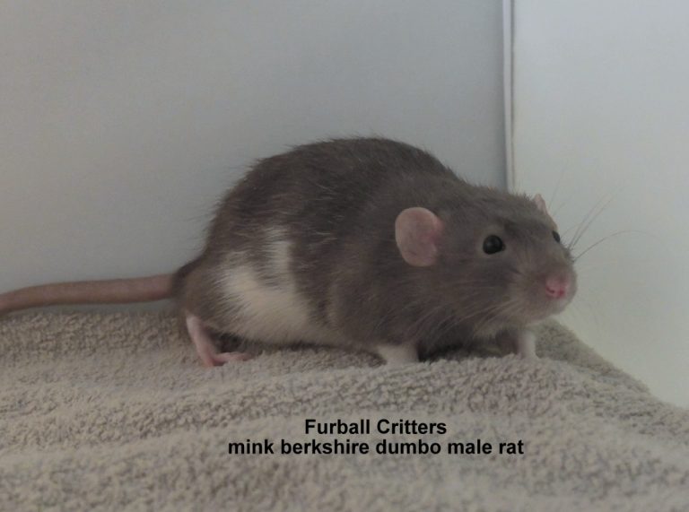 mink-dumbo-male-rat – Furball Critters