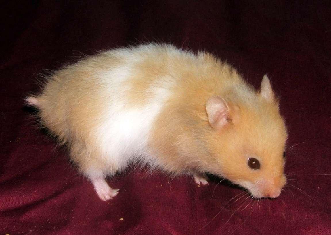 tri-color2 – Furball Critters