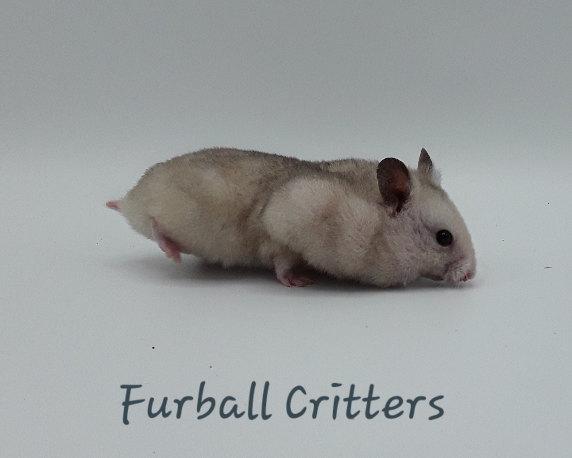 20211213_003825 – Furball Critters