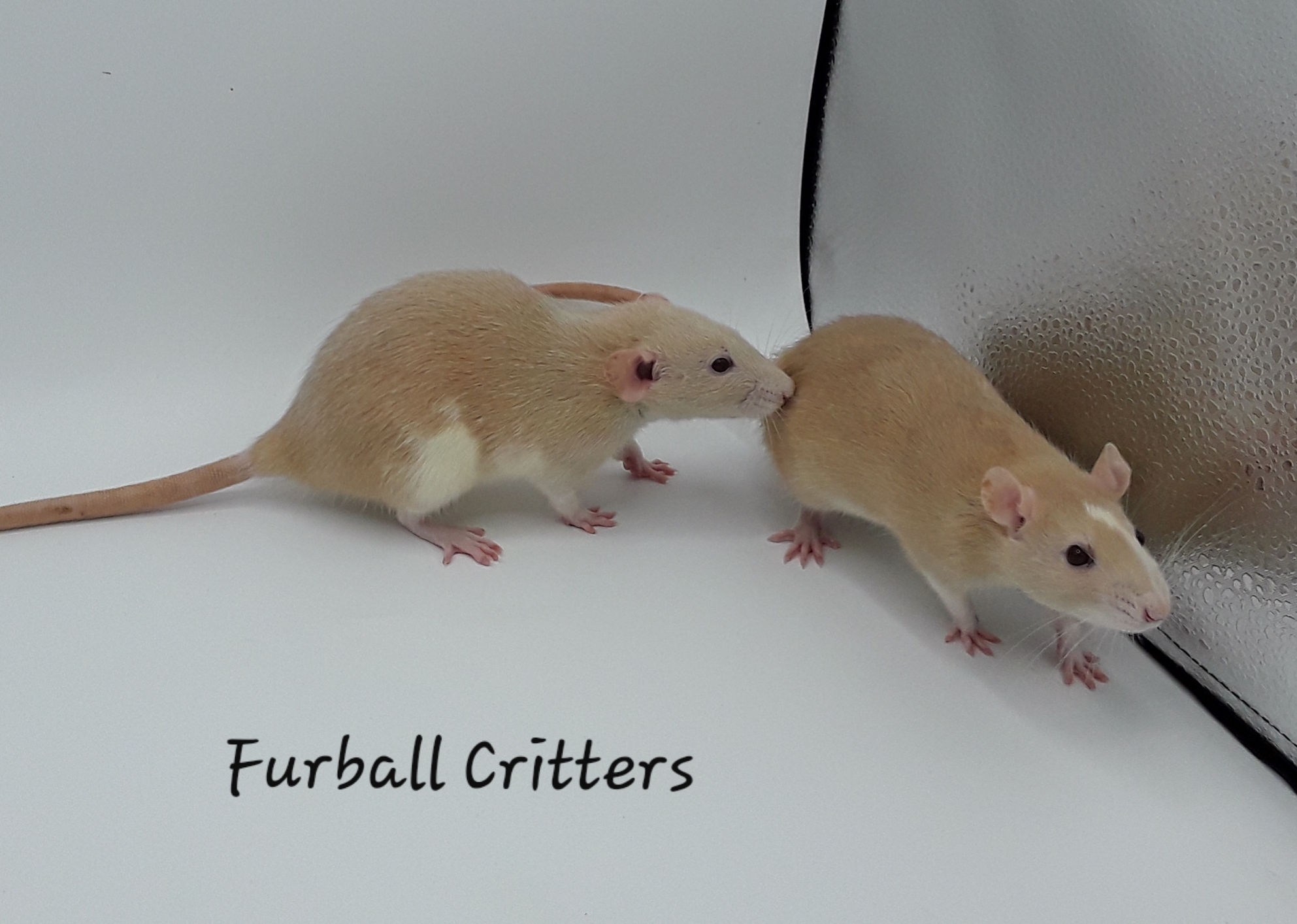 20211224_184546 – Furball Critters