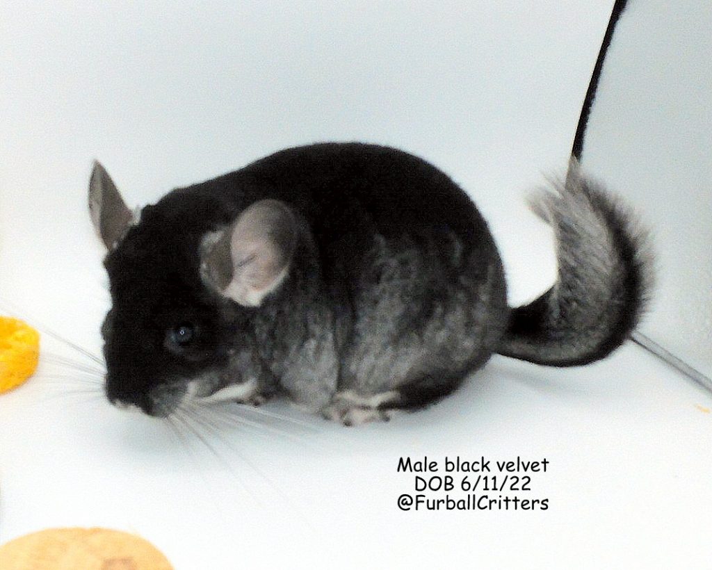 Available Chinchilla Kits – Furball Critters