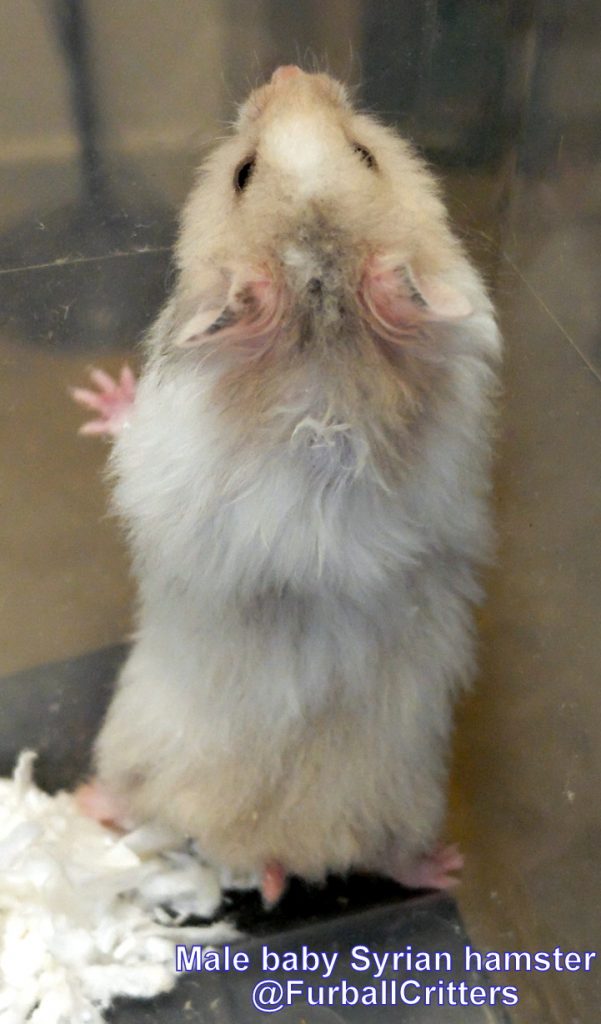 male baby syrian hamster – Furball Critters