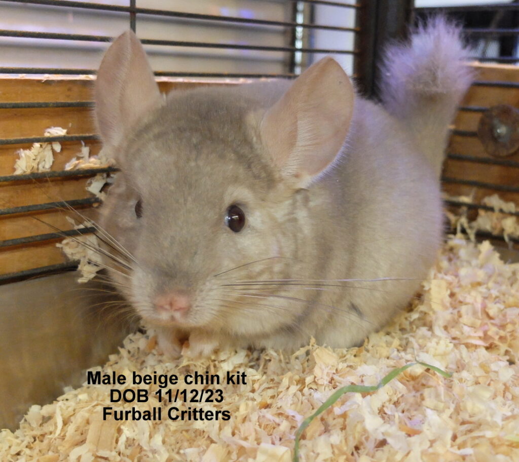 CHINCHILLA DEPOSIT – Furball Critters