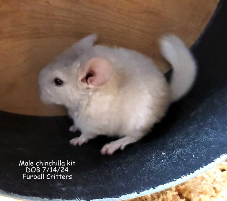 CHINCHILLA DEPOSIT – Furball Critters