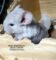 CHINCHILLA DEPOSIT – Furball Critters