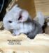 CHINCHILLA DEPOSIT – Furball Critters