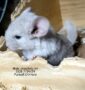 CHINCHILLA DEPOSIT – Furball Critters