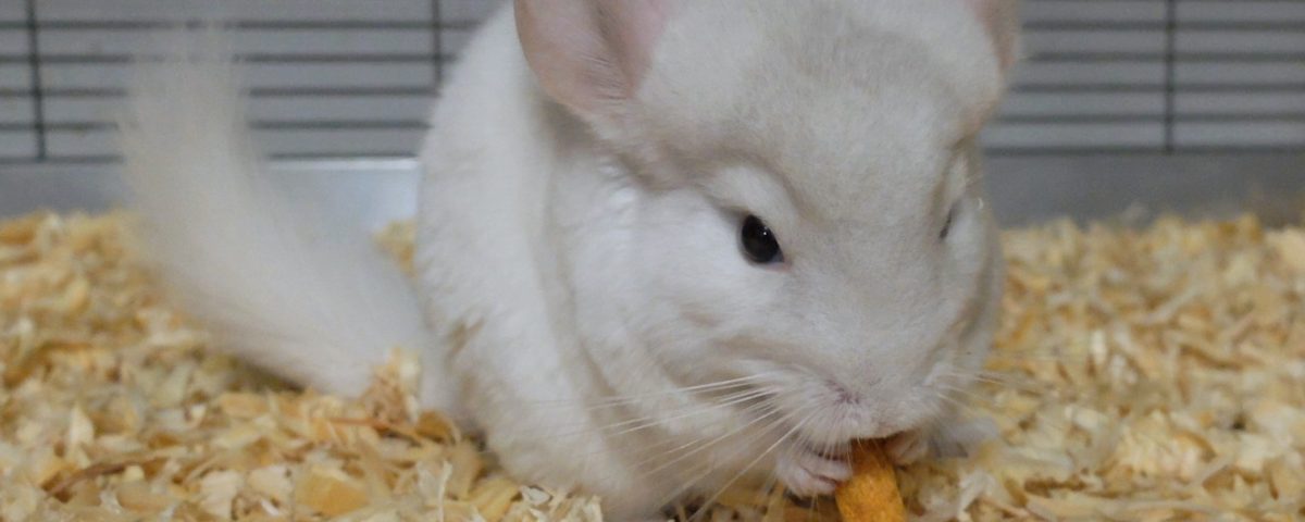 Available Chinchilla Kits – Furball Critters