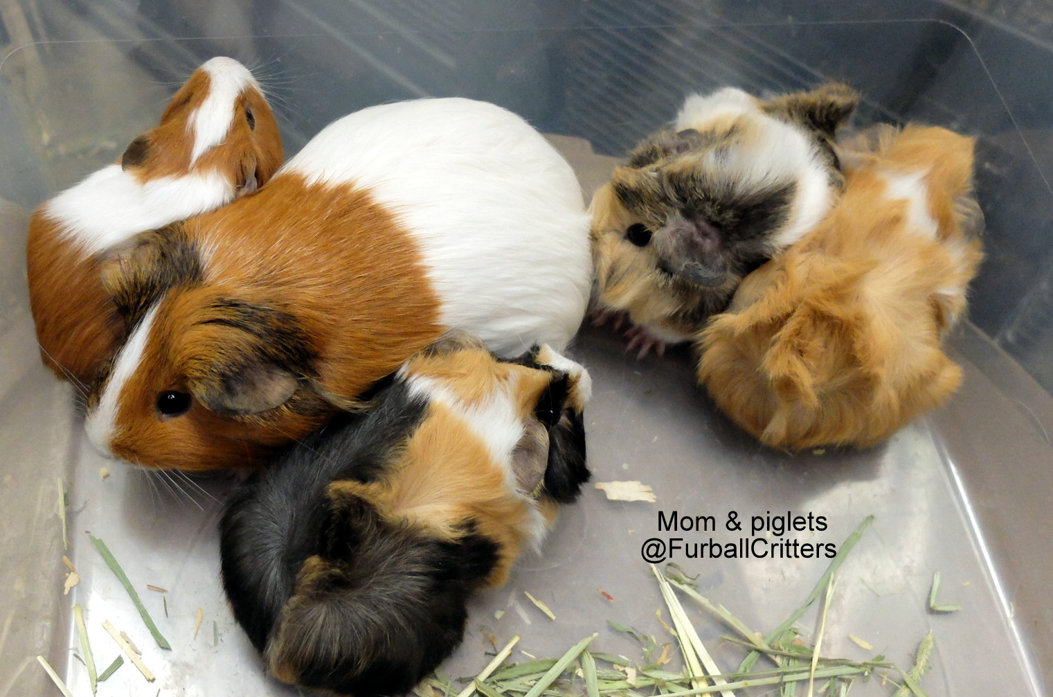 mom & 4 piglets – Furball Critters