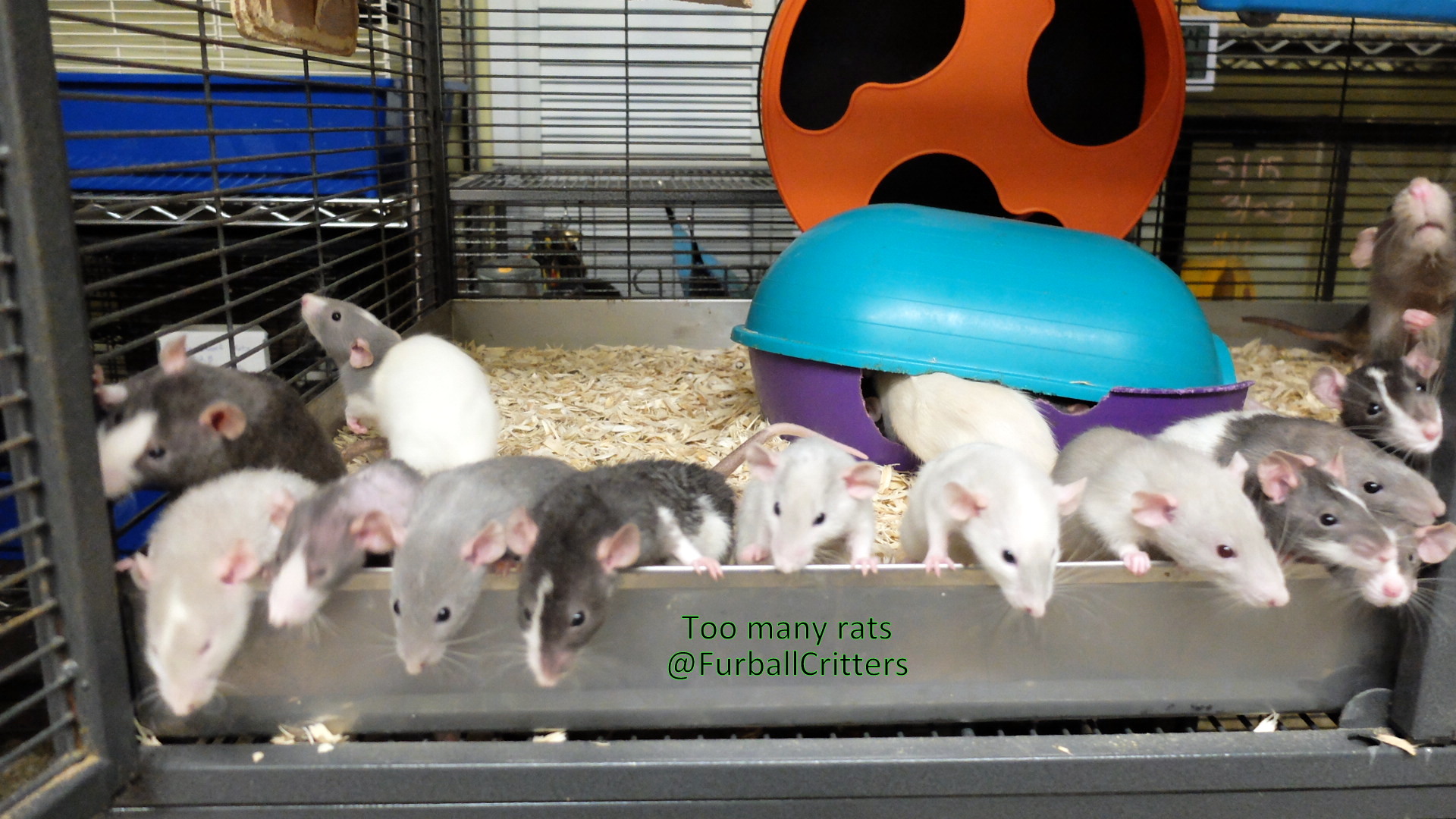 too many rats – Furball Critters