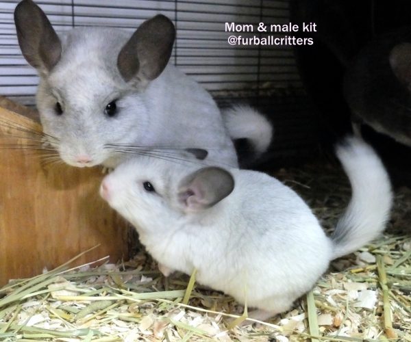 Available Chinchilla Kits – Furball Critters