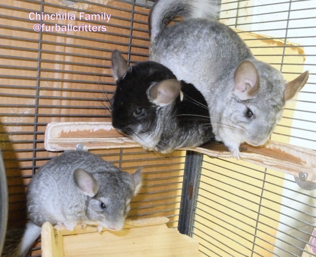 Available Chinchilla Kits – Furball Critters