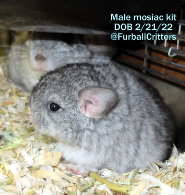 Available Chinchilla Kits – Furball Critters