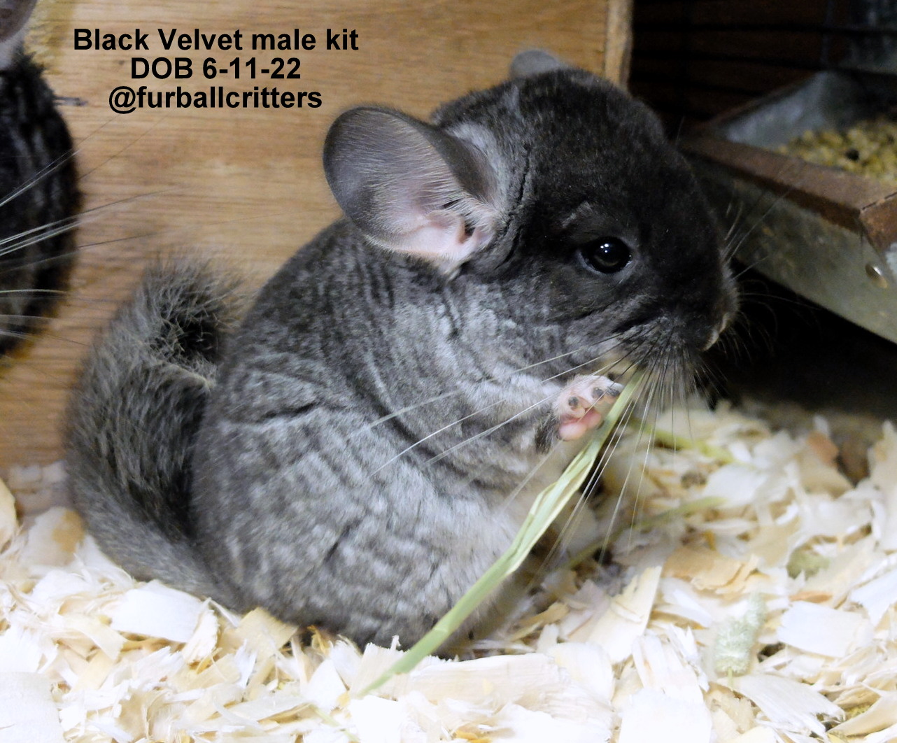 Available Chinchilla Kits – Furball Critters
