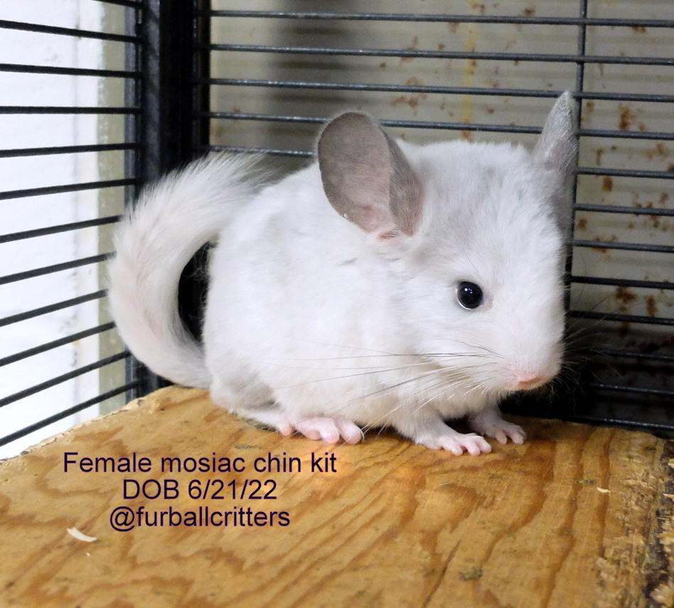 Available Chinchilla Kits – Furball Critters