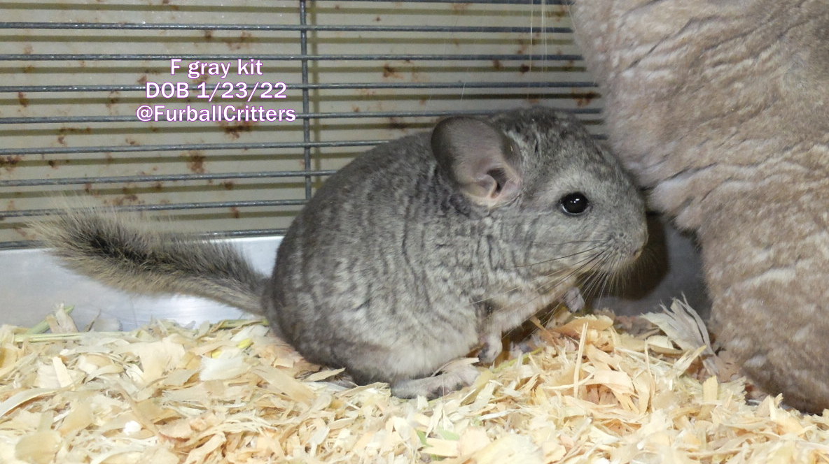 Available Chinchilla Kits – Furball Critters
