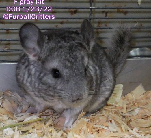Available Chinchilla Kits – Furball Critters