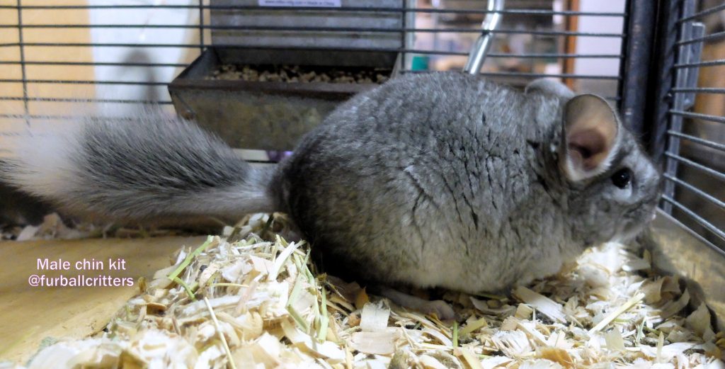 Available Chinchilla Kits – Furball Critters