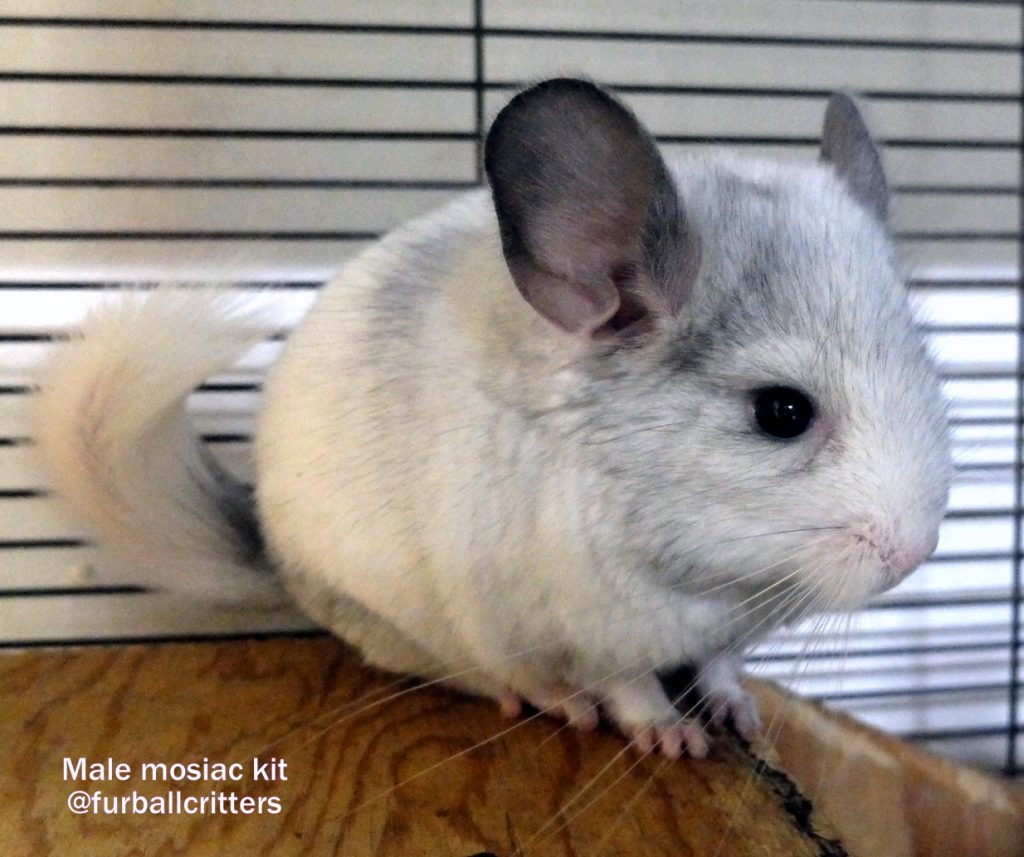 Available Chinchilla Kits – Furball Critters