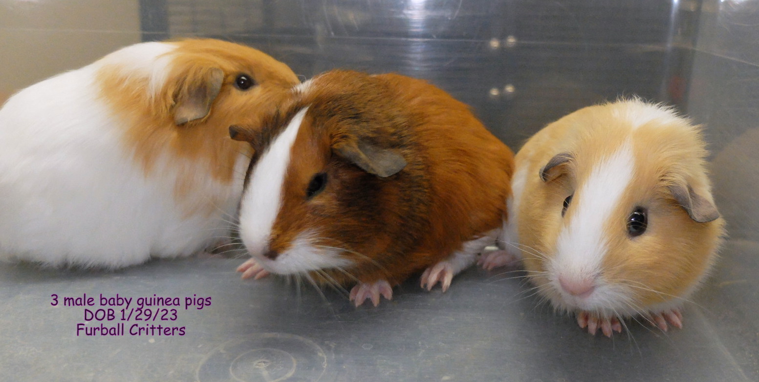 3 male guinea pigs1 – Furball Critters