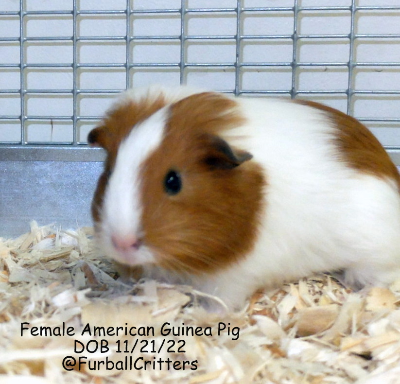 Female American Guinea pig – Furball Critters