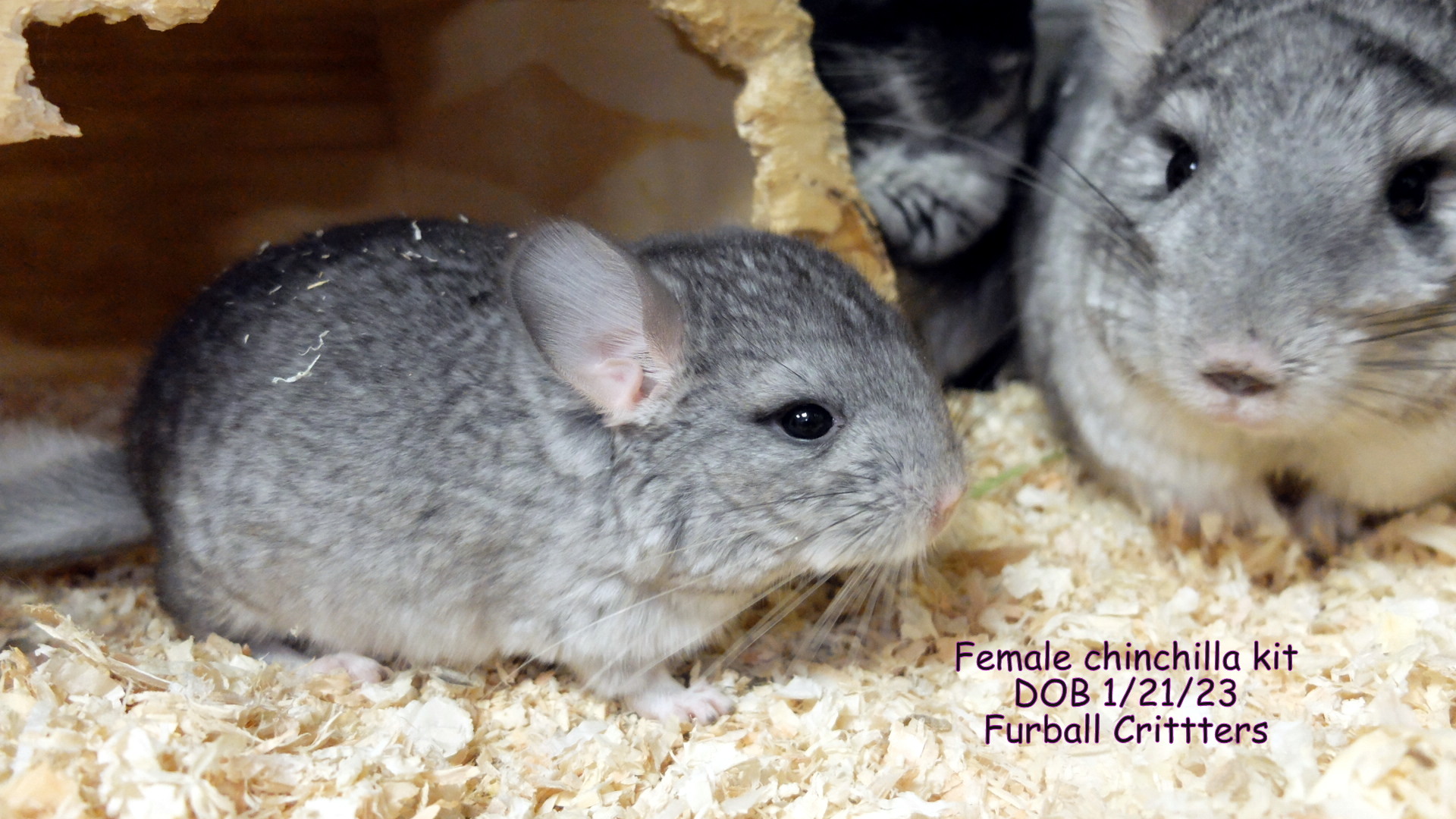 Available Chinchilla Kits – Furball Critters