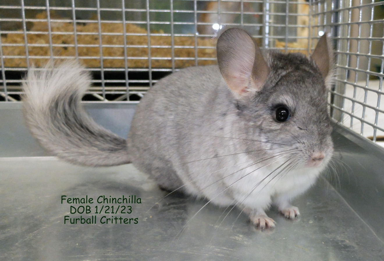 Female – Furball Critters