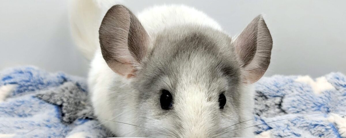 AVAILABLE CHINCHILLAS – Furball Critters