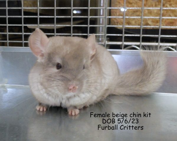 Available Chinchilla Kits – Furball Critters