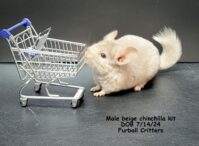 CHINCHILLA DEPOSIT – Furball Critters
