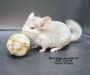 CHINCHILLA DEPOSIT – Furball Critters