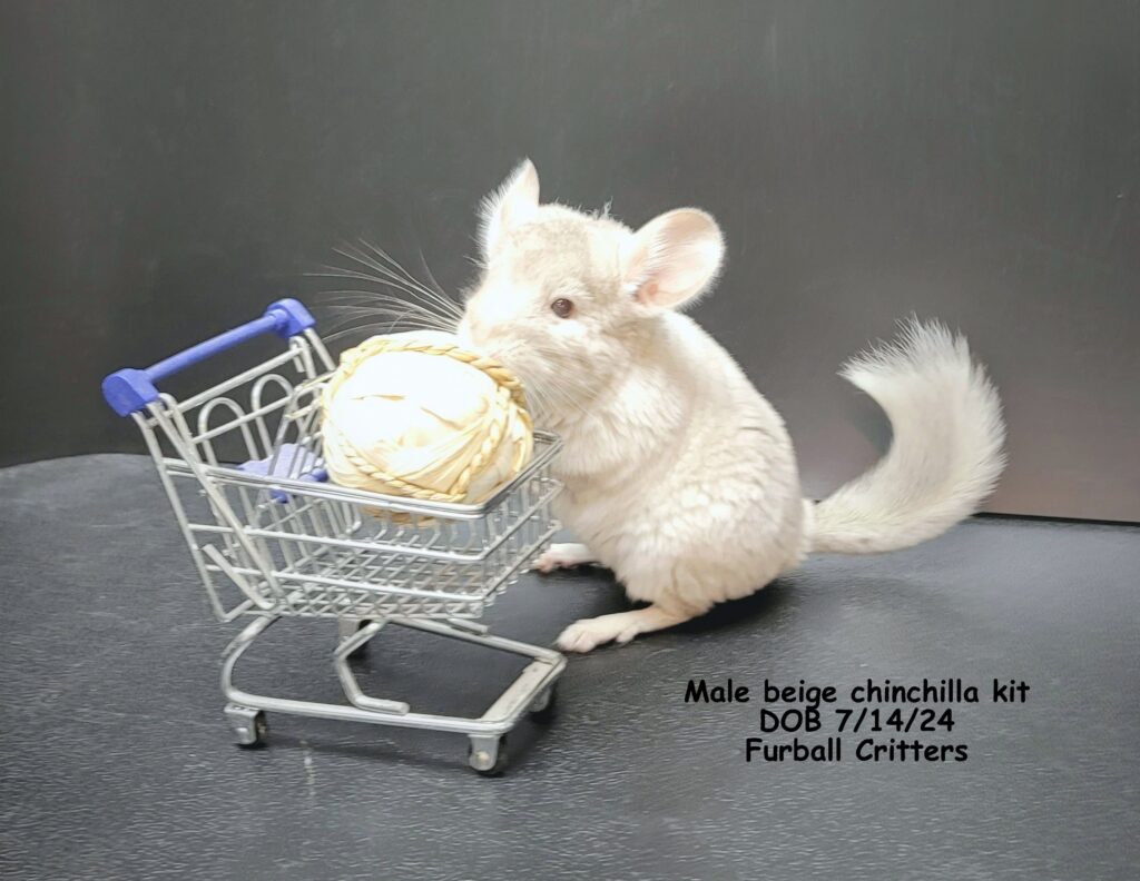 CHINCHILLA DEPOSIT – Furball Critters