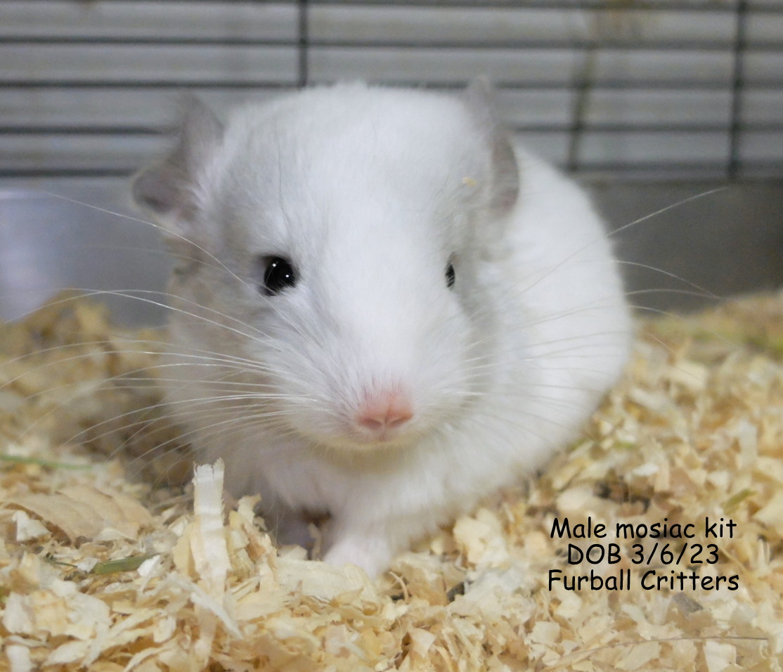 Available Chinchilla Kits – Furball Critters