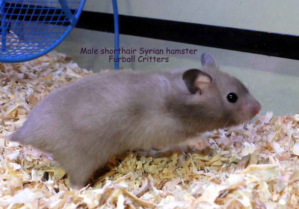male shorthair syrian hamster – Furball Critters