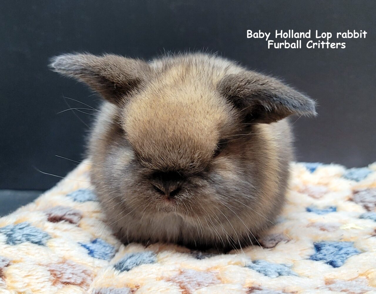 Available Animals – Furball Critters