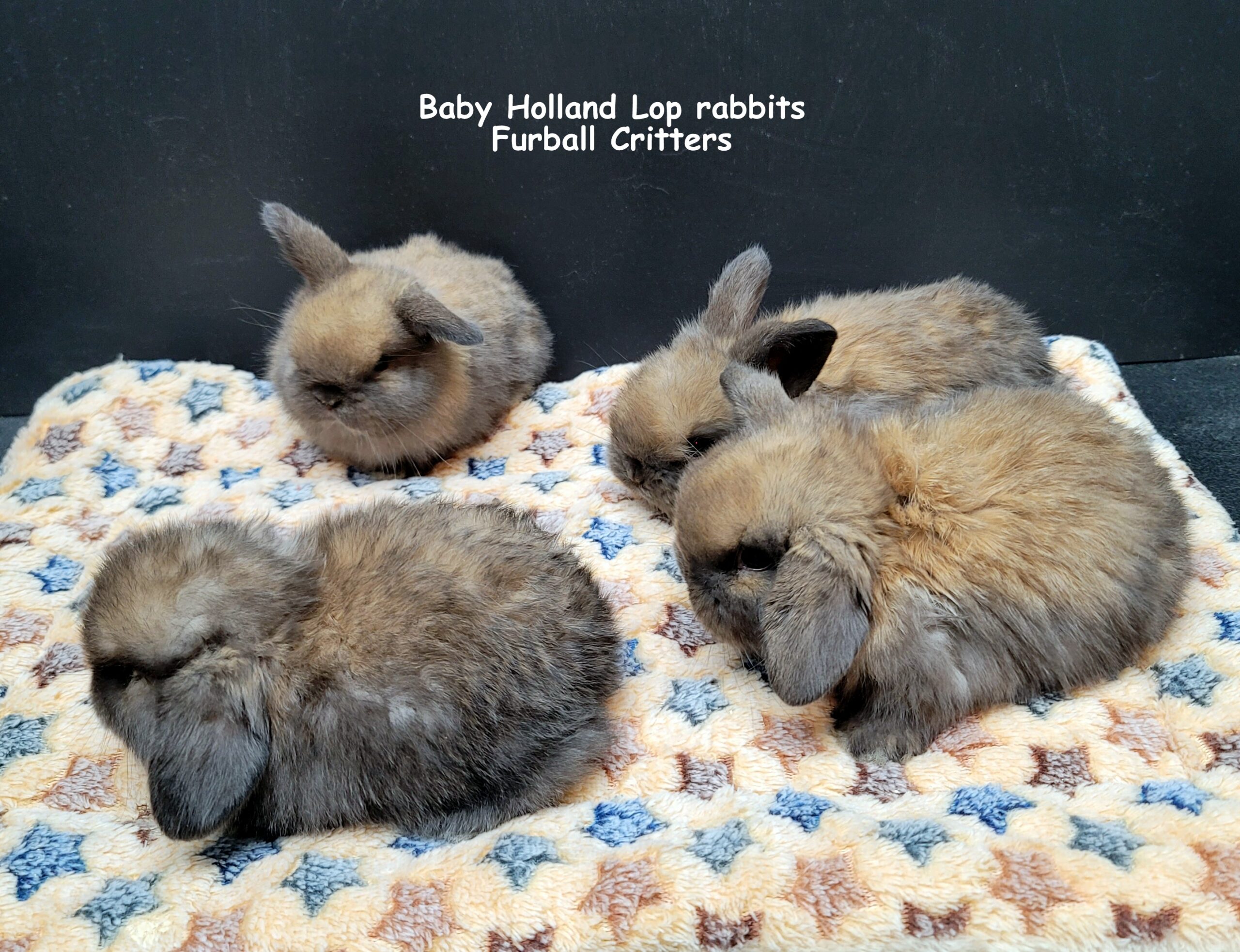 baby holland lop rabbits1 – Furball Critters