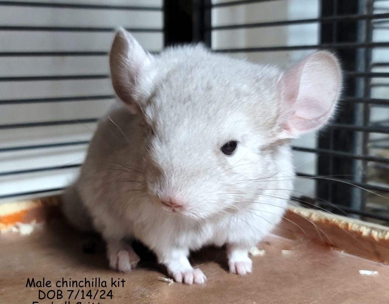 Hamsters – Furball Critters