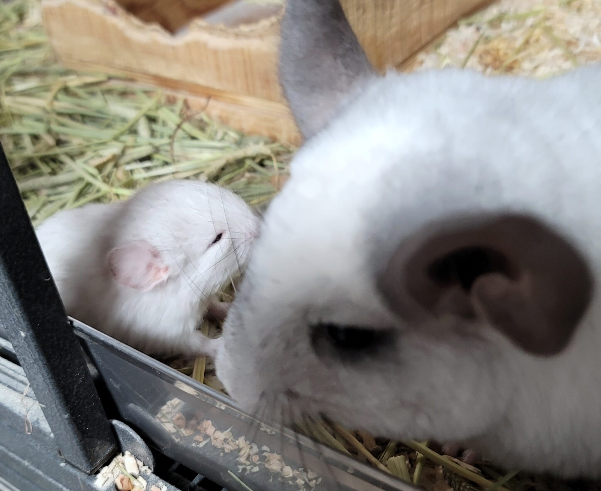 CHINCHILLA DEPOSIT – Furball Critters