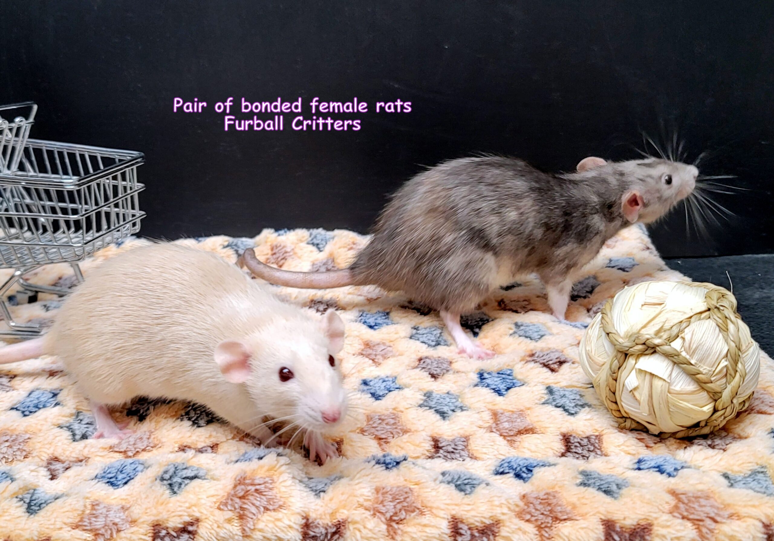 pair of bonded female rats – Furball Critters