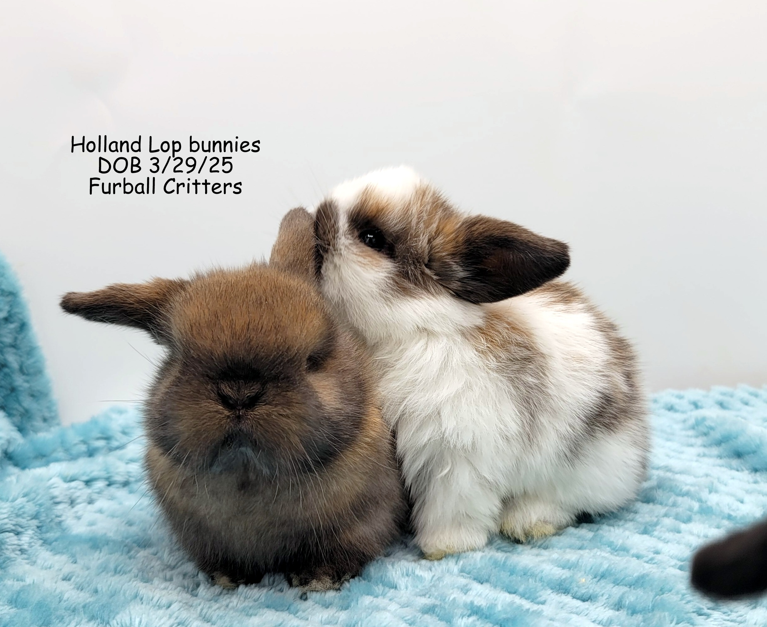 2 holland lop bunnies – Furball Critters